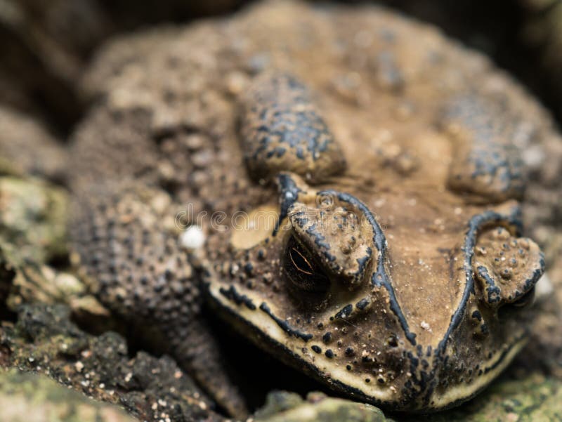 Ugly toad stock image. Image of skin, frog, poison, ground - 87436435