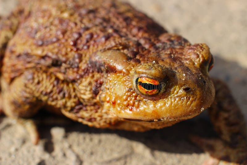 2,626 Ugly Frog Photos - Free & Royalty-Free Stock Photos from Dreamstime