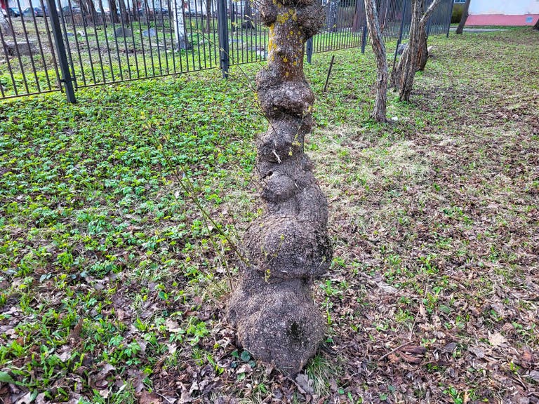 An Ugly Tree with Growths on Its Trunk on a Cloudy Spring Day Stock ...