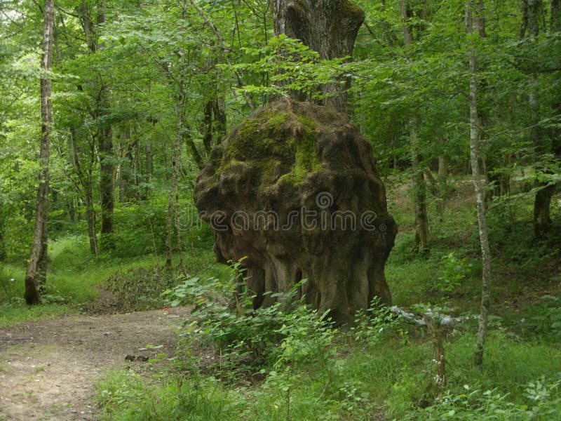 Big Old Ugly Poplar Tree Isolated on White. Stock Image - Image of leaf ...
