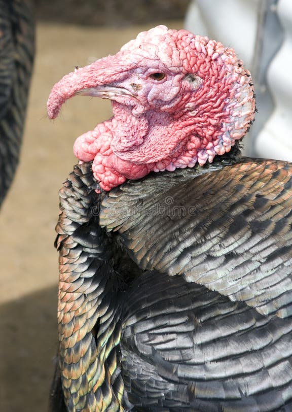 Ugly turkey stock photo. Image of feathers, face, avian - 9166086