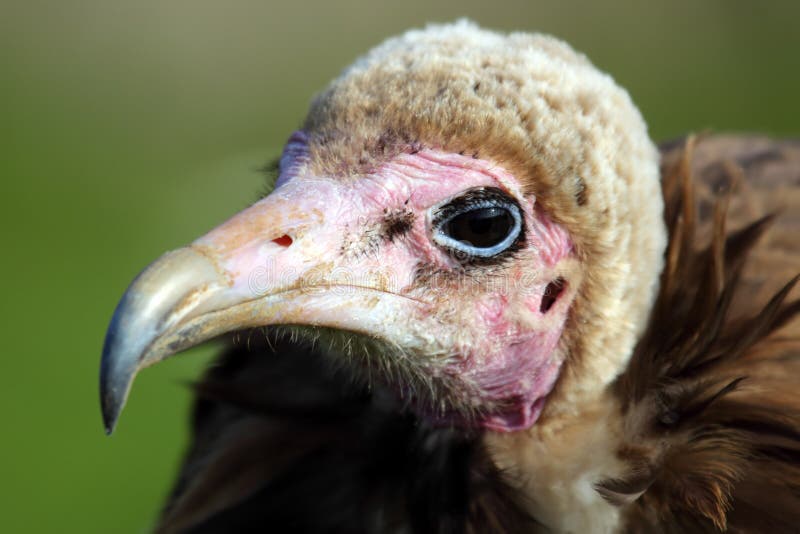 Ugly vulture stock photo. Image of wildlife, vulture - 12201048
