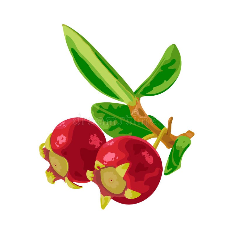 Ugni Fruit Stock Illustrations – 154 Ugni Fruit Stock Illustrations ...