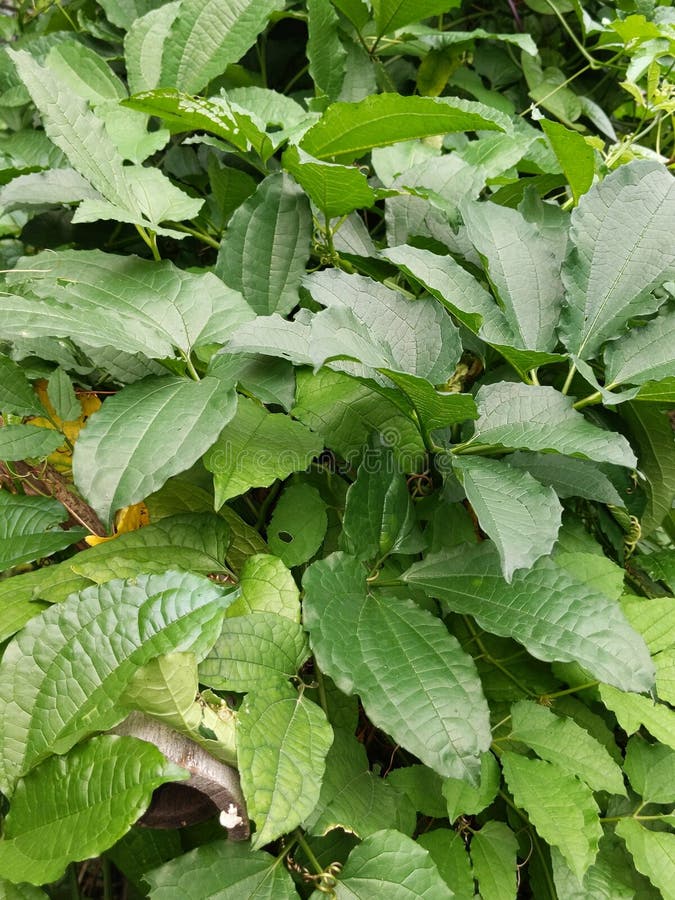 Ugwu Vegetables Stock Photos - Free & Royalty-Free Stock Photos from ...