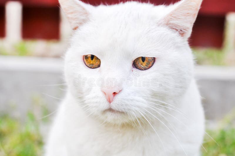 Uhappy white cat stock photo. Image of grooming, funny - 93146530