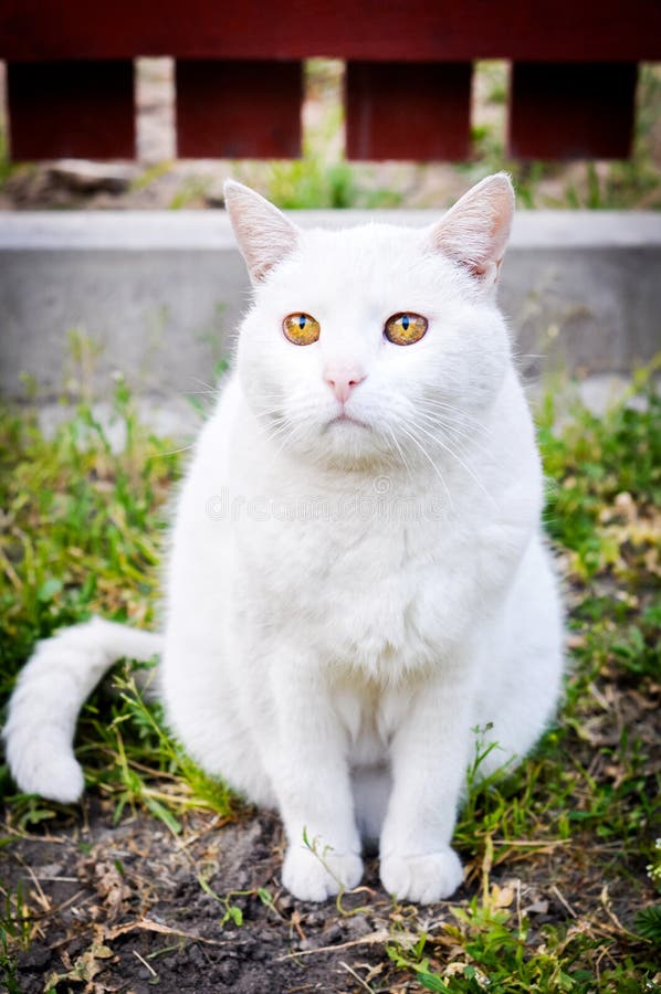 Uhappy white cat stock image. Image of head, adorable - 93146561