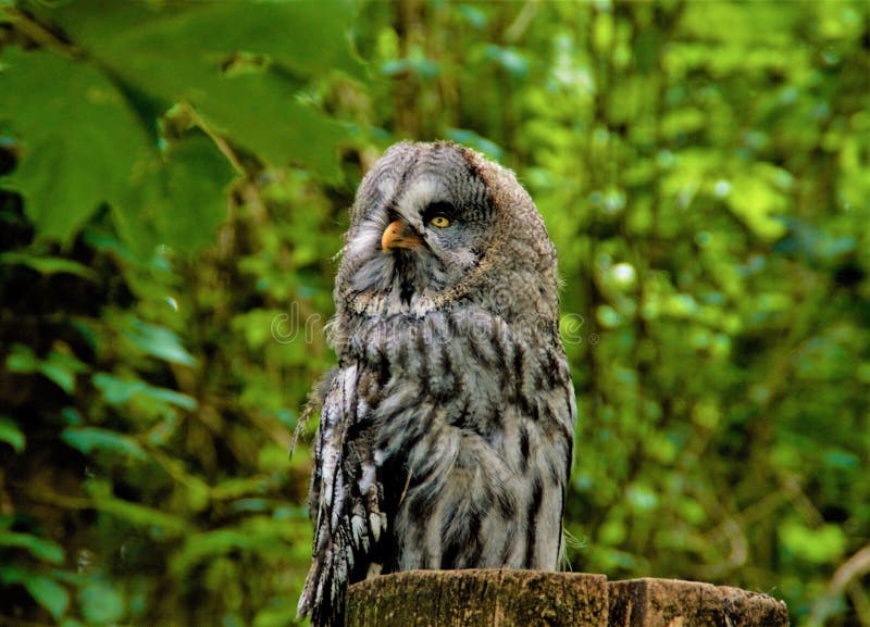 Uhu OWL Nature Green Animal Stock Image - Image of animal, nature ...