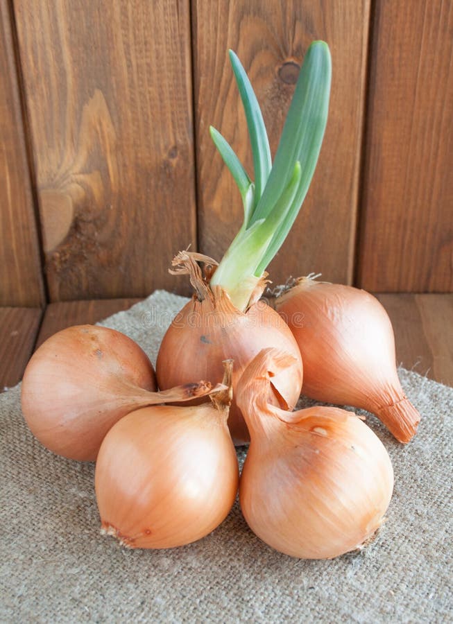 Het Groene Ui Groeien in Een Transparant Glas Op Een Achtergrond Van ...
