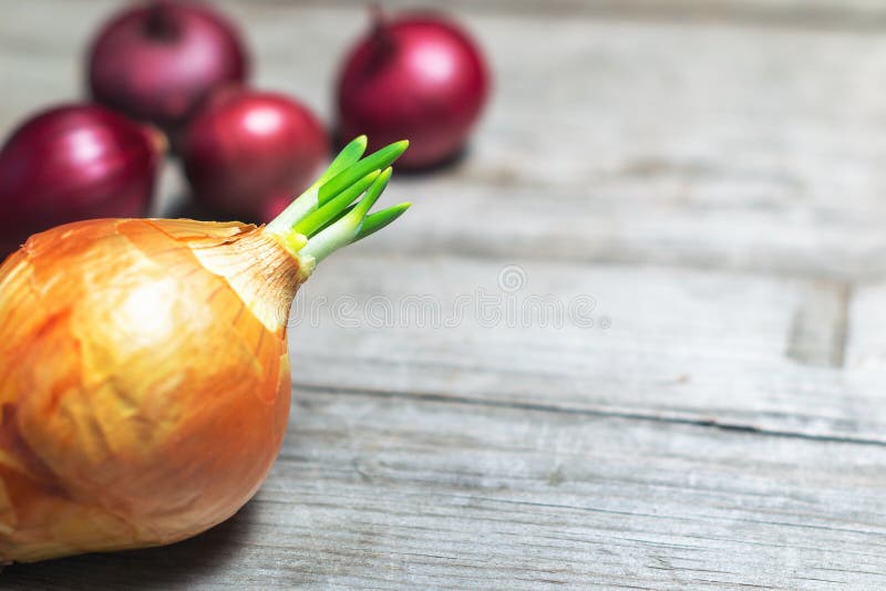 Ui Met Jonge Groene Bladeren En Rode Ui Stock Foto - Image of stam ...