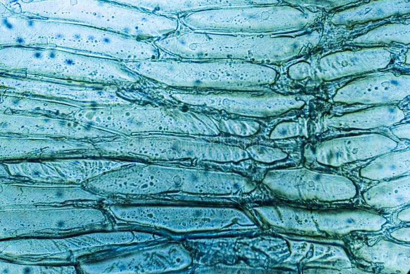 De Cellen van de ui stock afbeelding. Image of microscopisch - 12996999