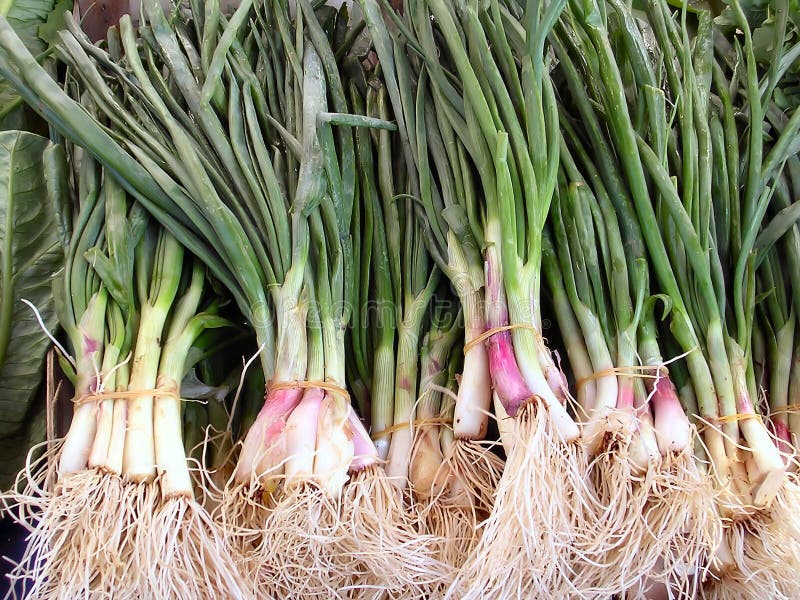 Uien stock foto. Image of vitaminen, eetbaar, uien, wortel - 69538