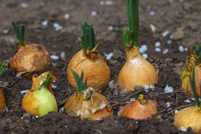 Uien in De Tuin in Het Land Stock Afbeelding - Image of park, gebied ...