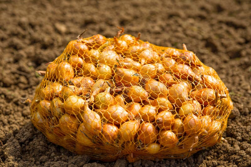 Uien in Zak Die Op Wit Wordt Geïsoleerda Stock Afbeelding - Image of ...