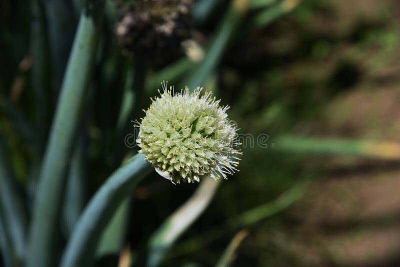 Uihoofd stock foto. Image of plantaardig, mooi, nave - 150739502