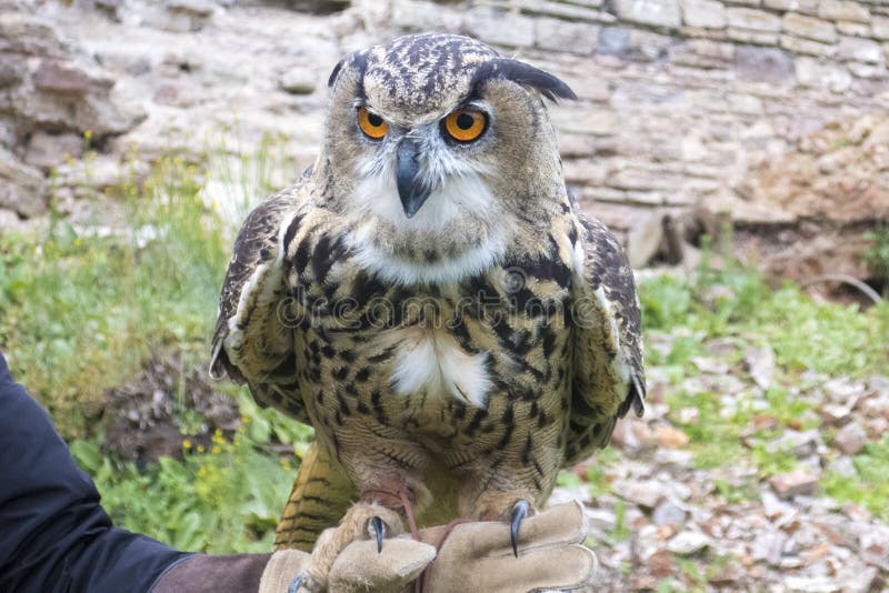 Uil stock foto. Image of jacht, exemplaar, baksteen - 113243502