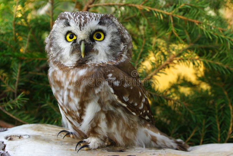 Jonge Uil Die Zich Voor Witte Achtergrond Bevinden Stock Afbeelding ...