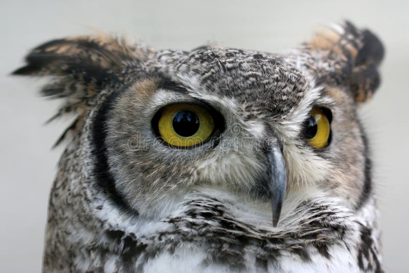 De ogen van uilen stock foto. Image of veren, prooi, achtergrond - 297082