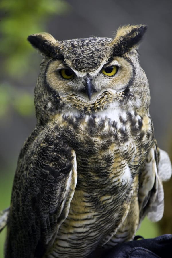 Uil stock foto. Image of krasgeluid, dier, vogel, portret - 19026414