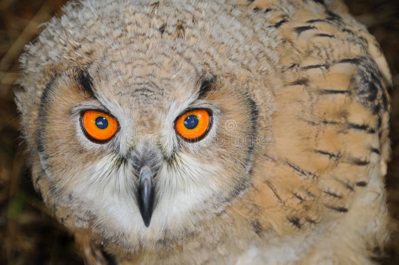 Uil stock photo. Image of eyes, closeup, ogen, bird, kijken - 26236600