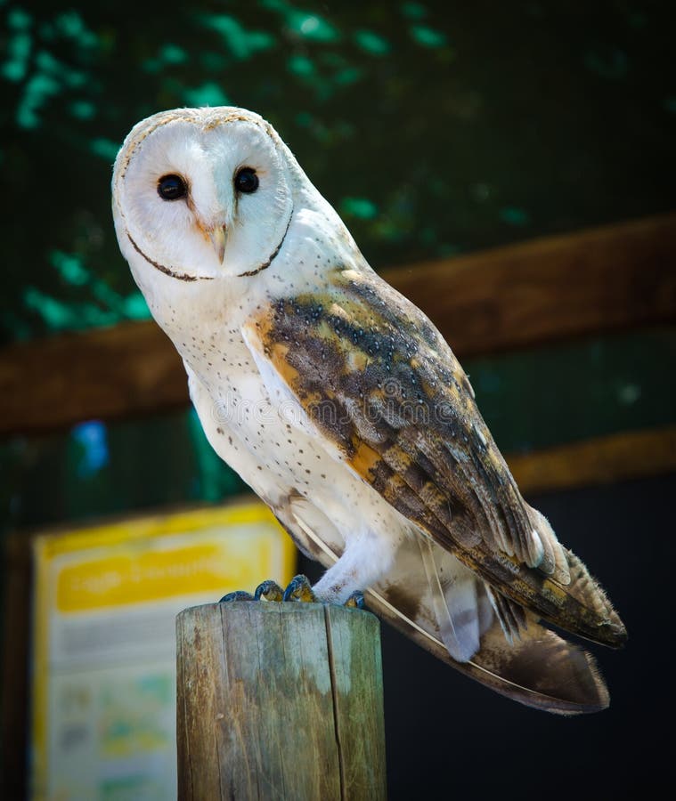 Uil stock afbeelding. Image of klauwen, prooi, park, tuin - 37450219