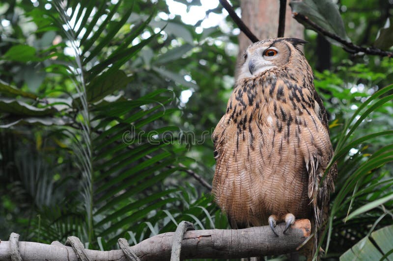 Uil stock afbeelding. Image of uitbarsting, binoculair - 48399821