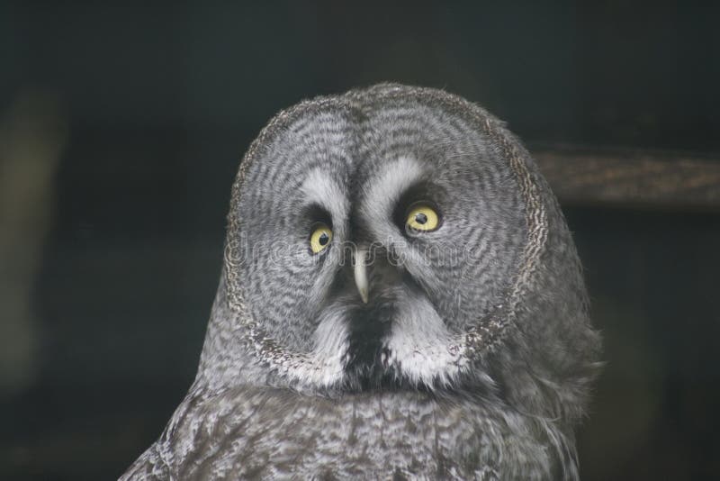 Uil stock afbeelding. Image of nacht, bedreigd, leder - 4849153