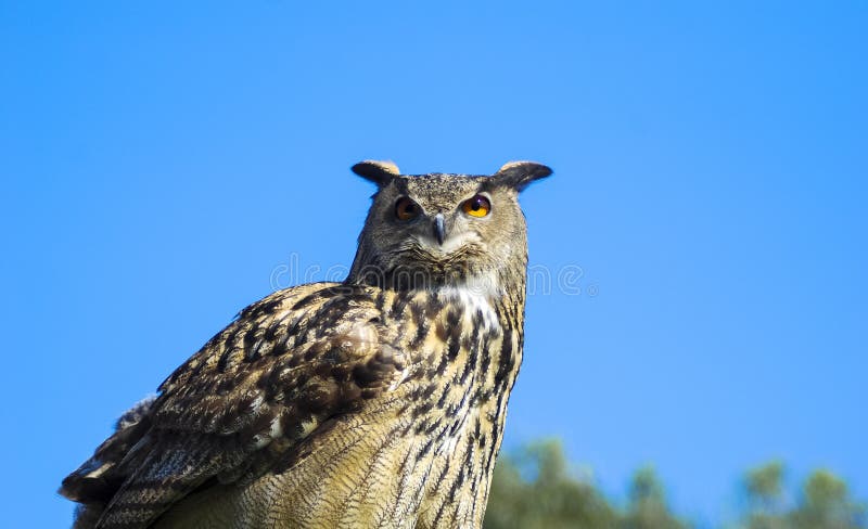 Uil stock foto. Image of gevederte, gevangen, nacht, nachtelijk - 51617874