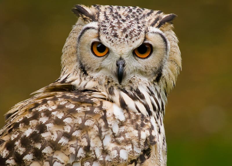 Uil stock afbeelding. Image of vogels, ogen, sluit, dieren - 5366009