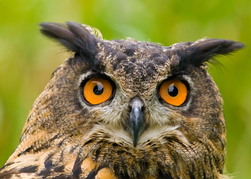 Uil stock afbeelding. Image of fauna, kijk, sluit, snuit - 5366033