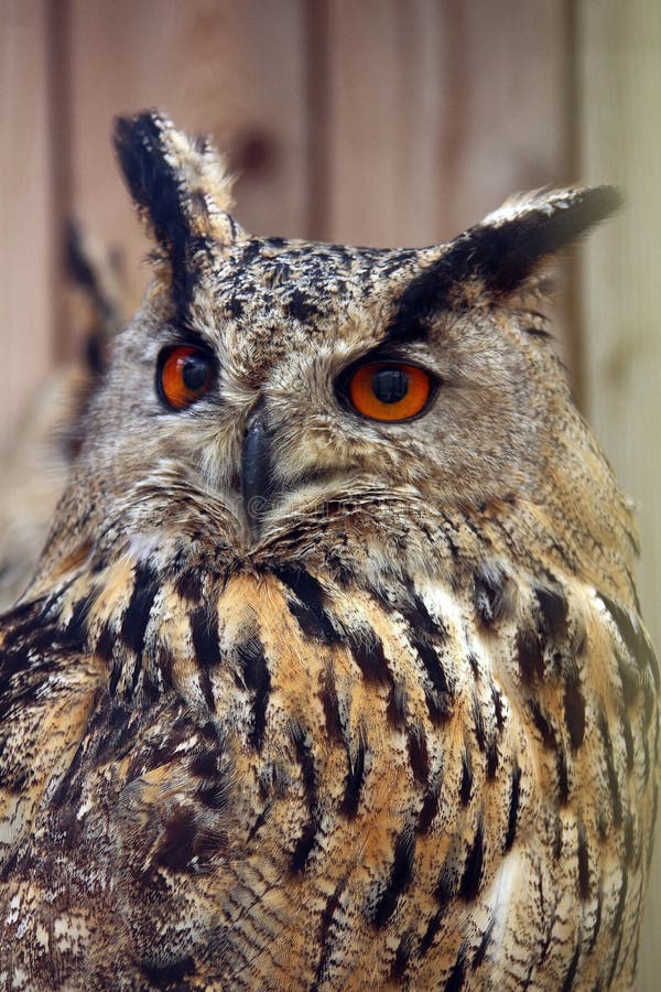 Uil stock afbeelding. Image of sneeuw, roofvogel, zwart - 58266203