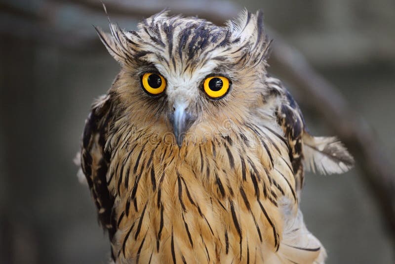 Uil stock foto. Image of zwart, gezicht, sinaasappel - 59900606