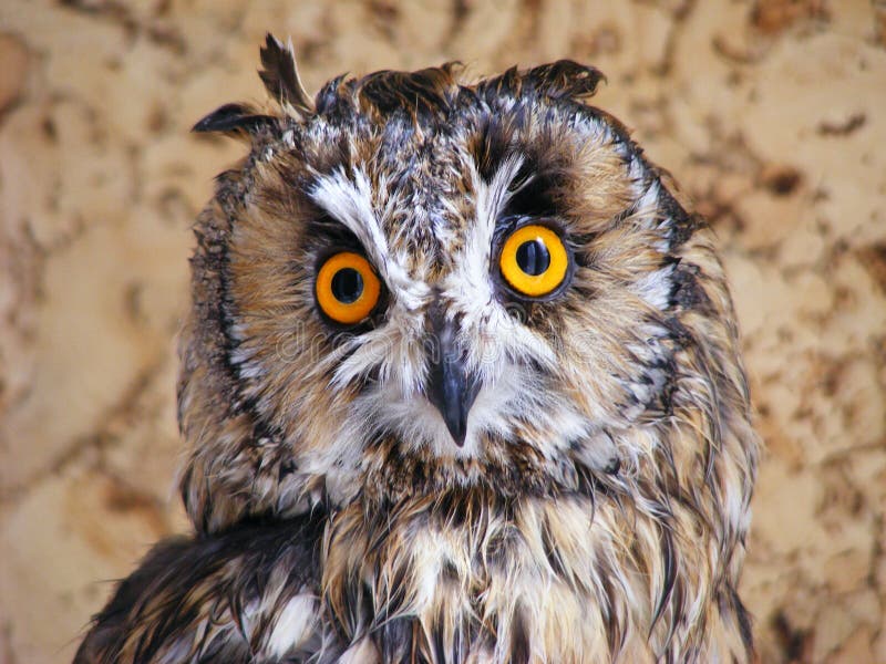 Uil stock foto. Image of dieren, zwemmen, ogen, binnenlands - 84447626