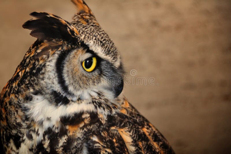 Uil stock foto. Image of veer, wild, prooi, nave, kant - 9554688