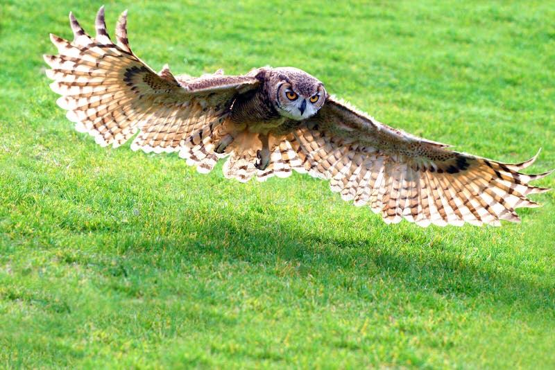 Uil het vliegen stock foto. Image of open, dier, jongen - 56388450