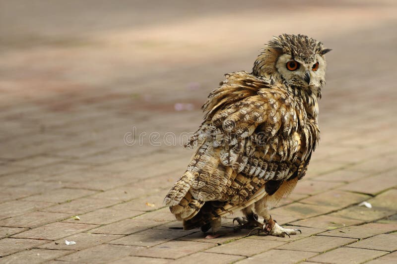 Uil met korte oren stock foto. Image of flying, hunting - 25880864