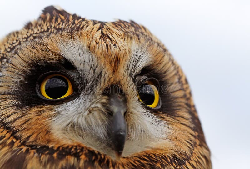 Uil met korte oren stock foto. Image of zeldzaam, achtergrond - 17609206