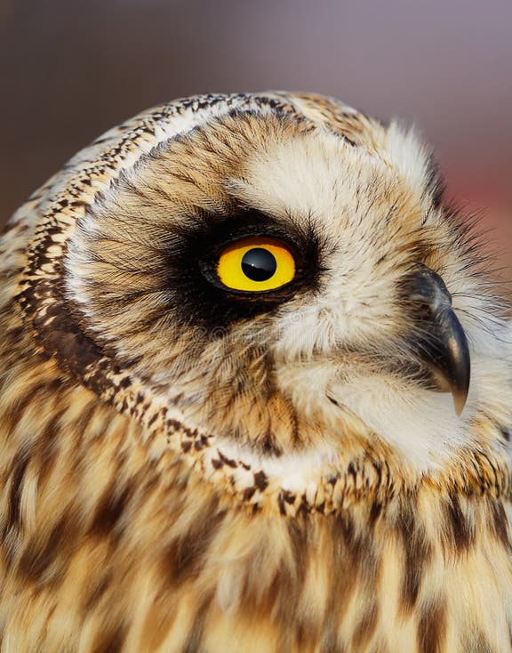 Uil met korte oren stock foto. Image of overweging, majestueus - 24121768