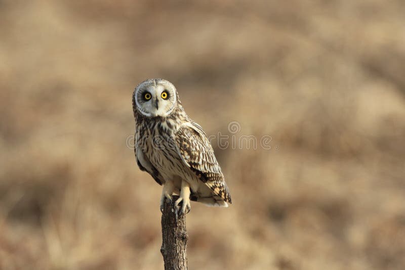 Veer Van Uil Met Korte Oren Stock Foto - Image of wild, dier: 53295178