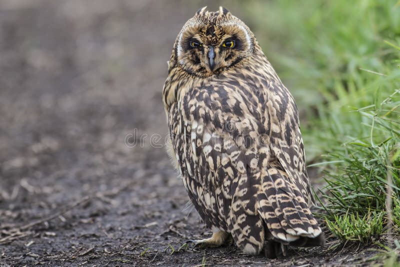 Uilkuiken met korte oren stock foto. Afbeelding bestaande uit wildlife ...