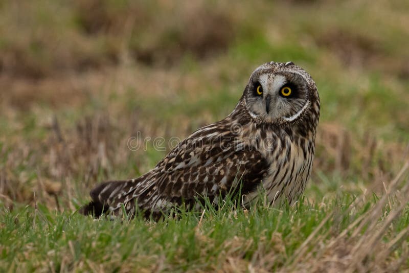 Uil Met Korte Oren in De Regen Stock Afbeelding - Image of daarna ...