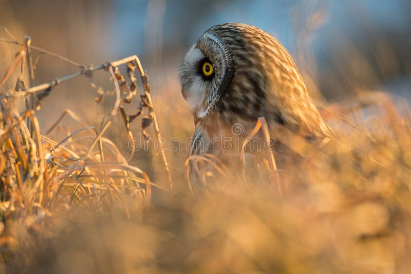 Verborgen Uil Uil Met Korte Oren, Asio-flammeussanfordi, Zeldzame ...