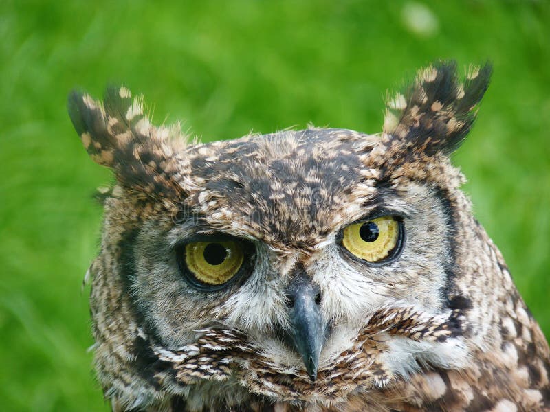 Uil Met Korte Oren, Uitgespreide Vleugels. Stock Foto - Afbeelding ...