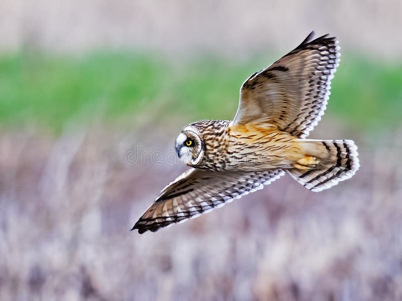 Uil Die Met Korte Oren Tijdens De Vlucht Noordelijke Plunderaar Vechten ...