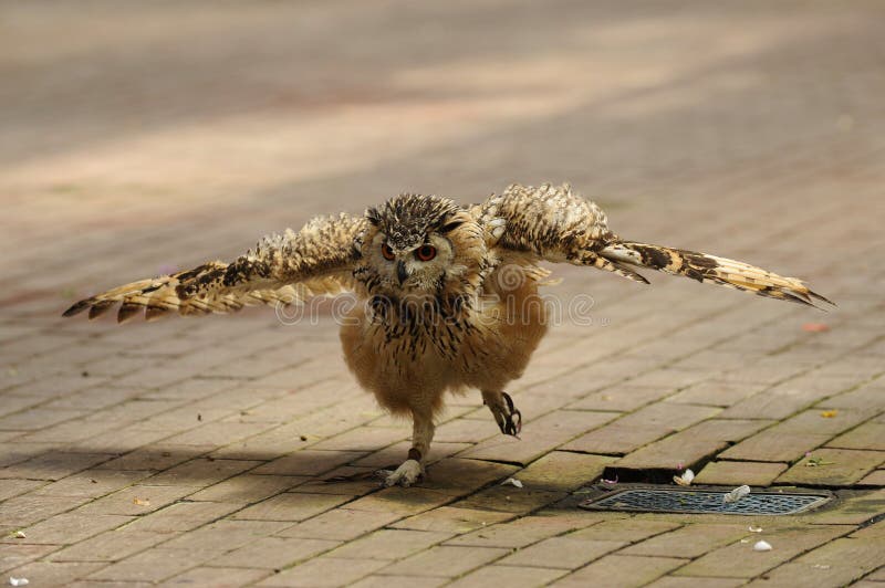 Uil Met Korte Oren, Uitgespreide Vleugels. Stock Foto - Image of ...