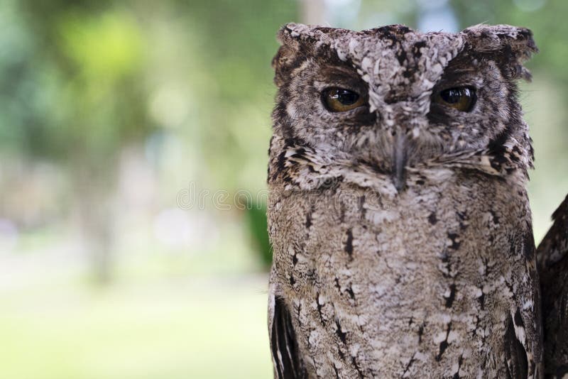 Uil op de stok stock foto. Image of prooi, wild, dier - 89886772