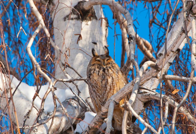 Uil op een boom stock foto. Image of kleur, openlucht - 23597608