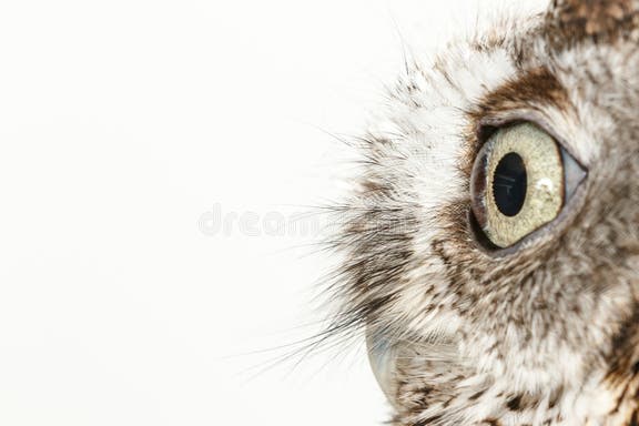 Uil op witte achtergrond stock afbeelding. Image of wild - 30789829
