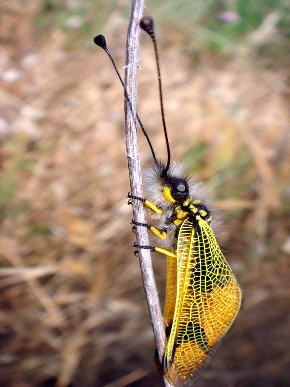 Uil-vlieg op een gras stock afbeelding. Image of hoofd - 8397697