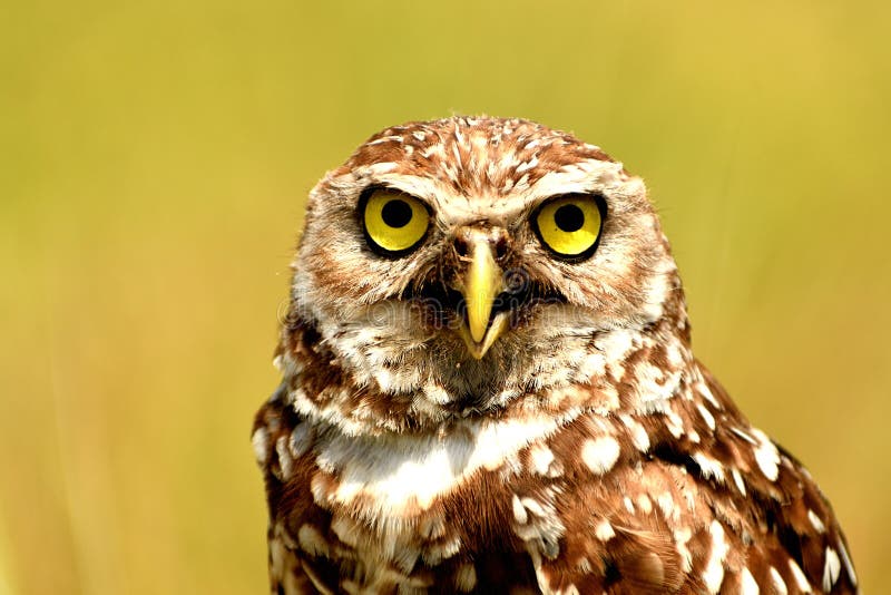 De ogen van de uil stock foto. Afbeelding bestaande uit up - 10198834