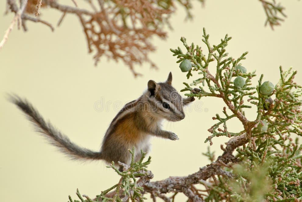 Uinta Chipmunk stock photo. Image of chipmunk, forest - 26091010